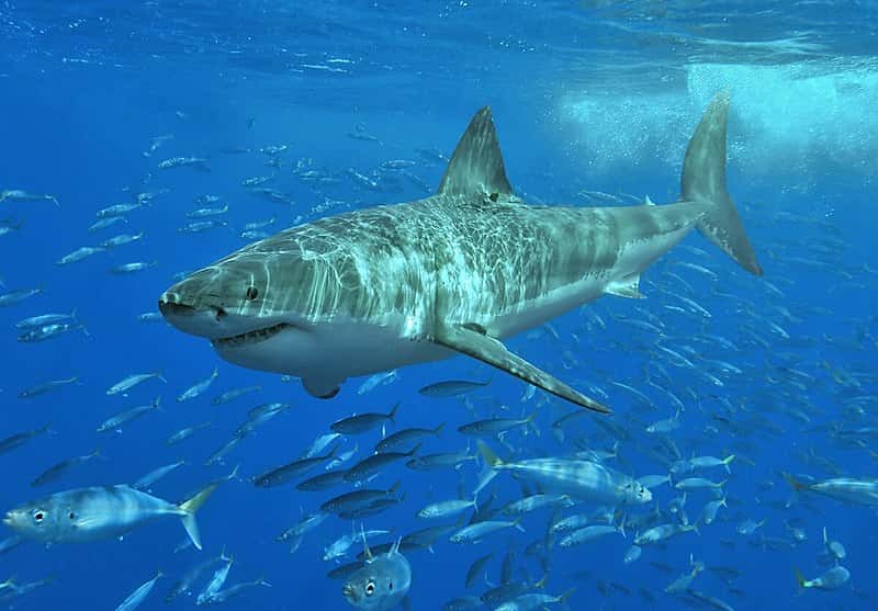 The World’s Most Shark-Infested Beaches