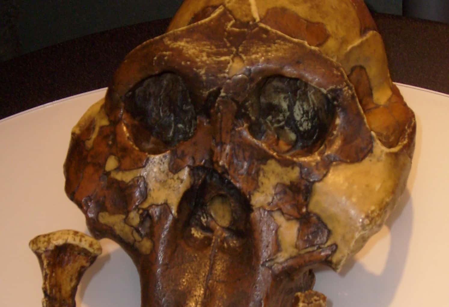 Brutal Facts About Prehistoric Humans