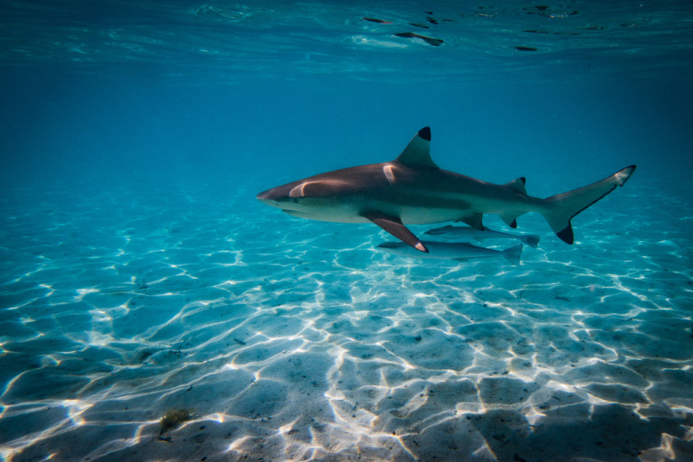 The World’s Most Shark-Infested Shorelines