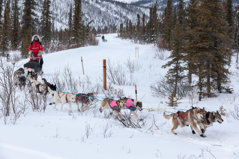 The Ultimate Guide To Dog Sledding