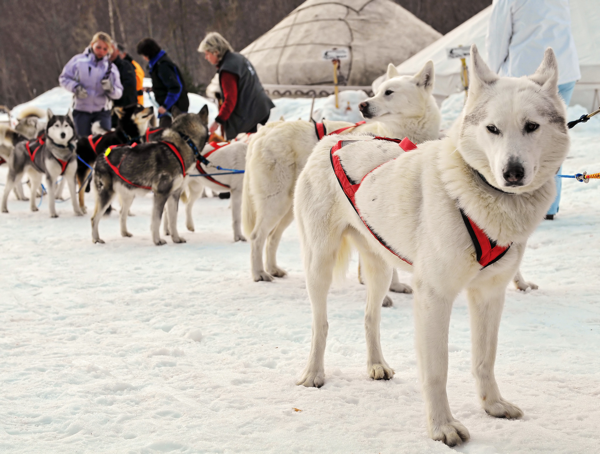 The Ultimate Guide To Dog Sledding