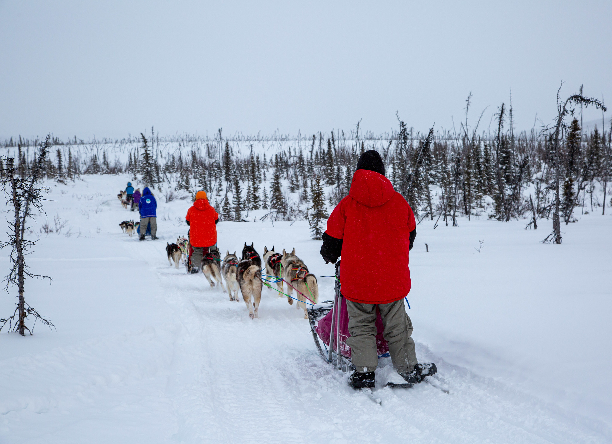The Ultimate Guide To Dog Sledding