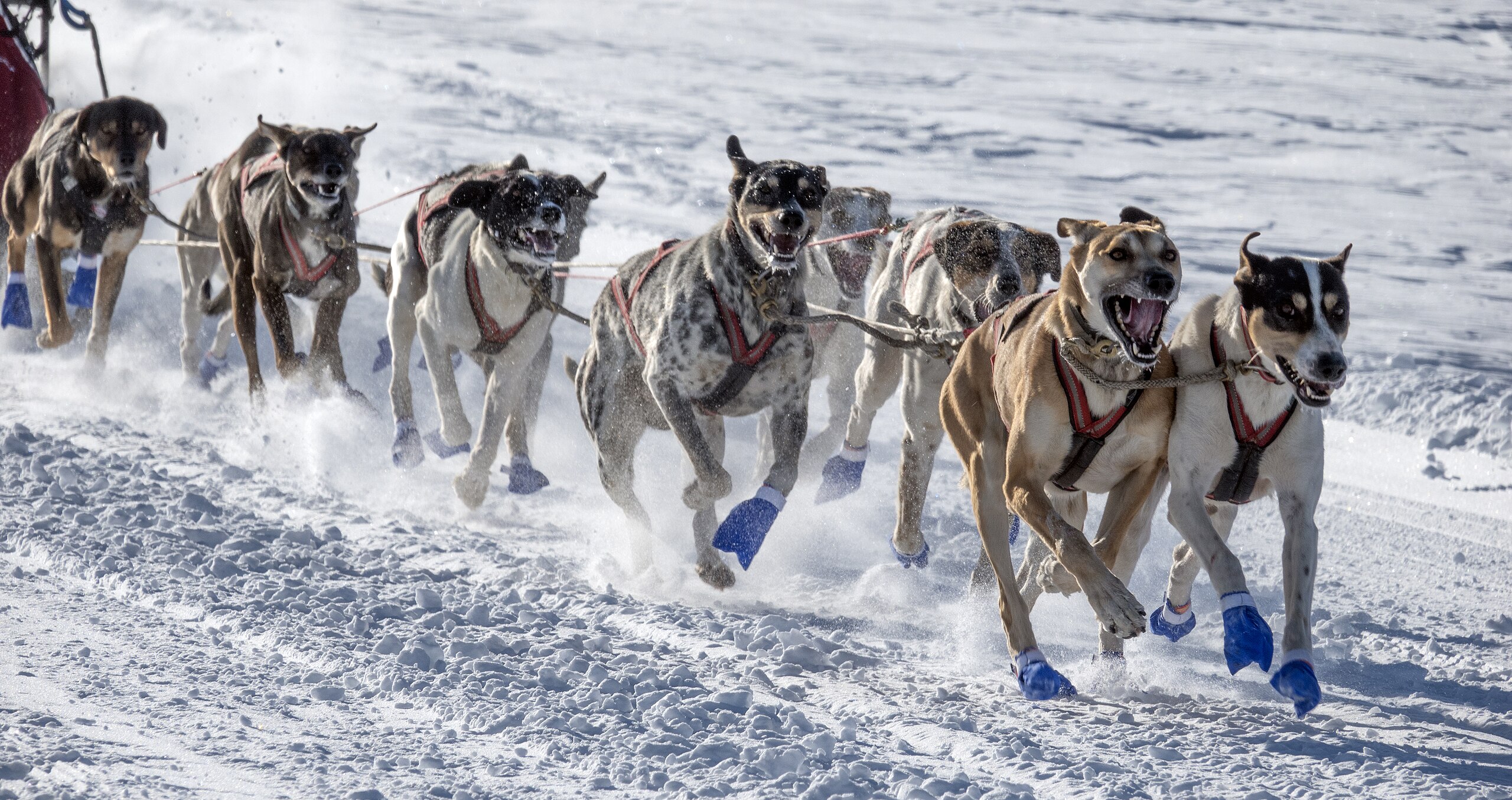 The Ultimate Guide To Dog Sledding