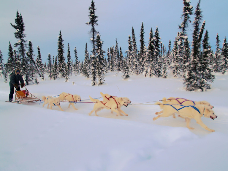 The Ultimate Guide To Dog Sledding