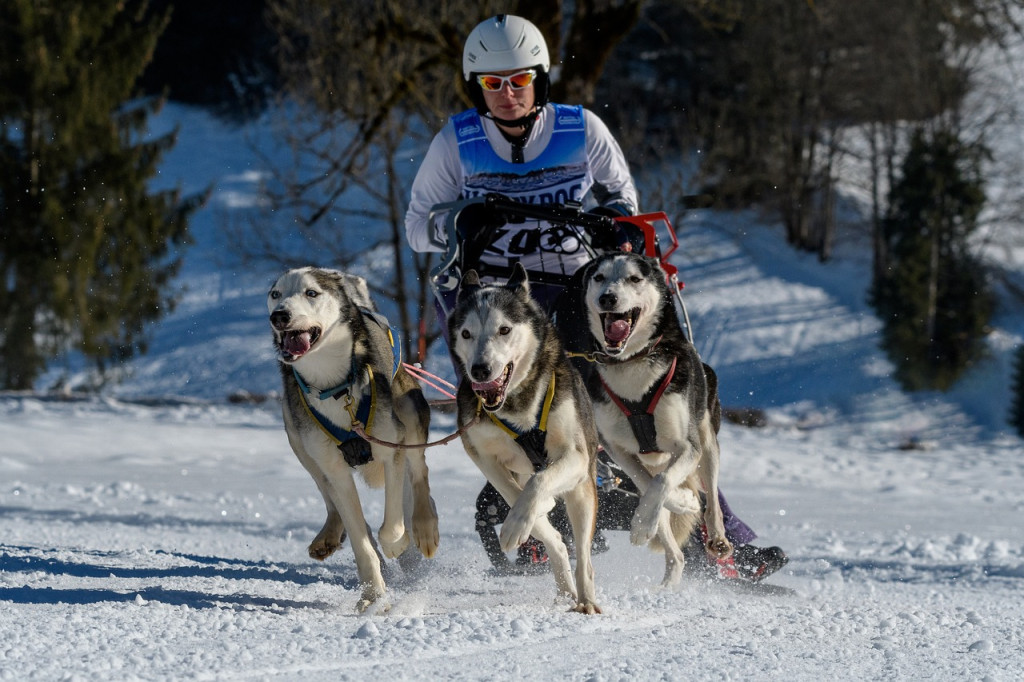 The Ultimate Guide To Dog Sledding