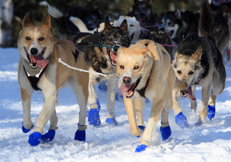 The Ultimate Guide To Dog Sledding