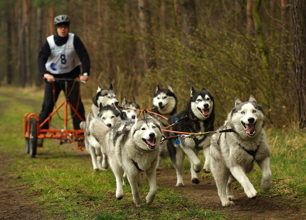 The Ultimate Guide To Dog Sledding