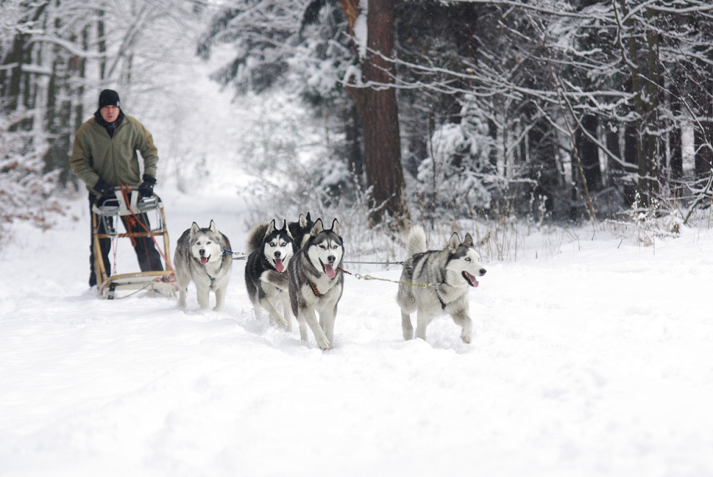 The Ultimate Guide To Dog Sledding