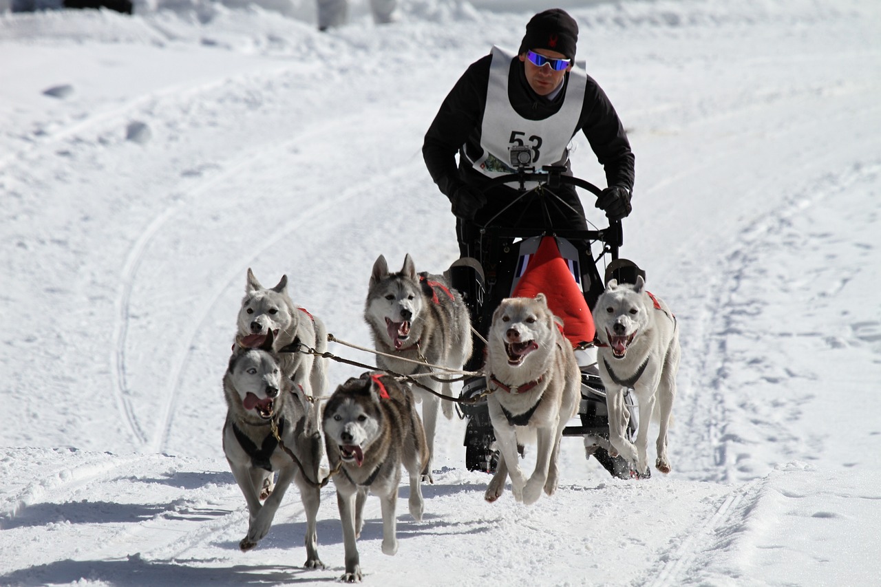 The Ultimate Guide To Dog Sledding