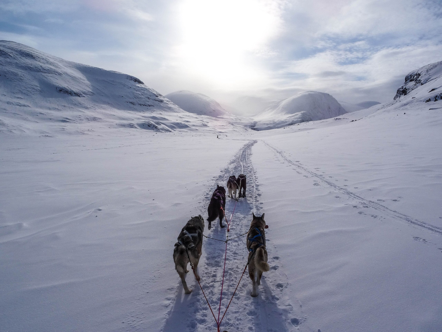 The Ultimate Guide To Dog Sledding