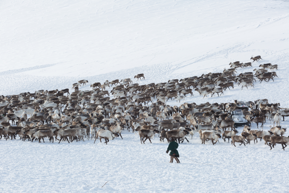The Nenets: The Russian Arctic Tribe
