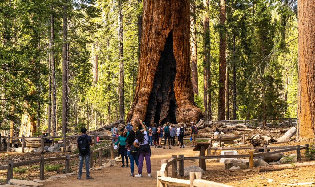 Fossilized Giant: Deep Time Explained By A Few-Million-Year-Old Sequoia
