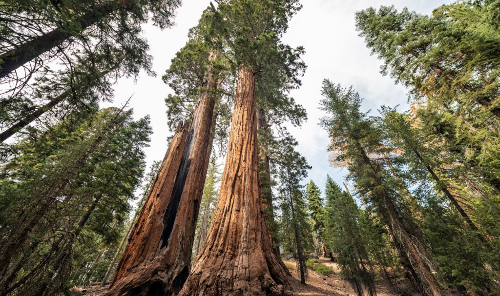 Fossilized Giant: Deep Time Explained By A Few-Million-Year-Old Sequoia