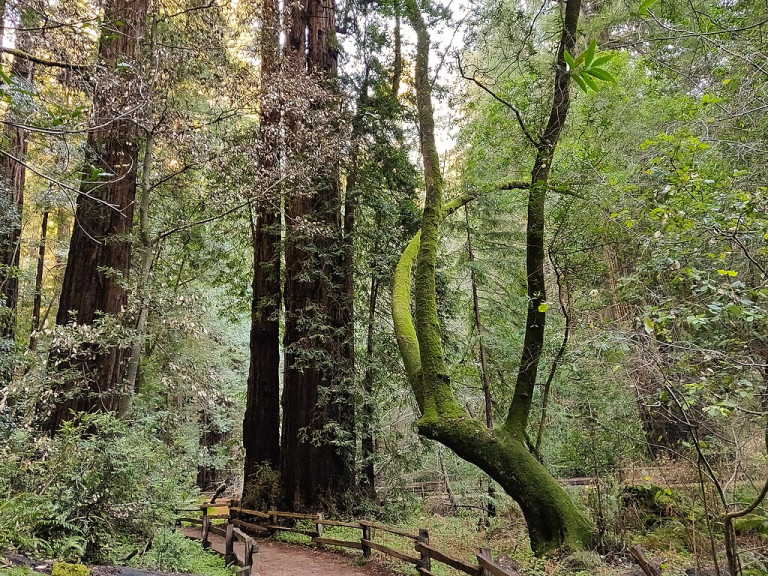 The Secrets Of Bohemian Grove