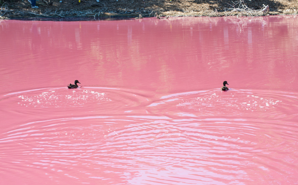 Lake Retba: Senegal's Pink Lake