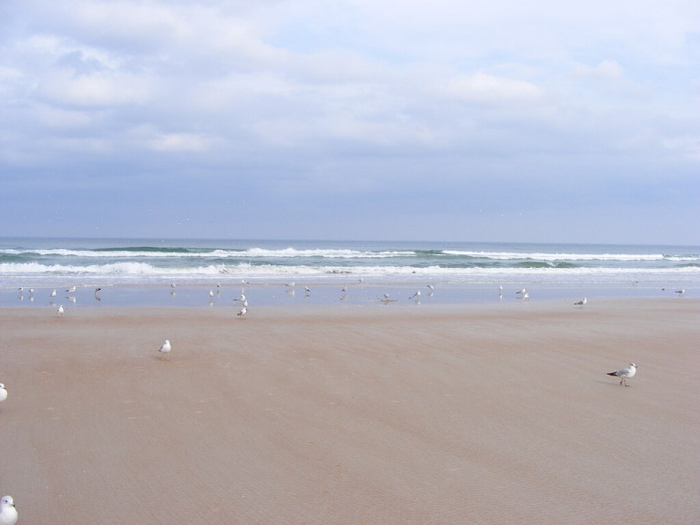 The World’s Most Shark-Infested Shorelines