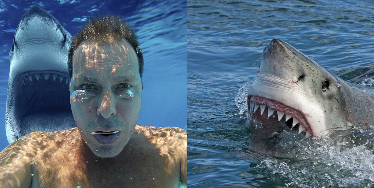 The World’s Most Shark-Infested Shorelines