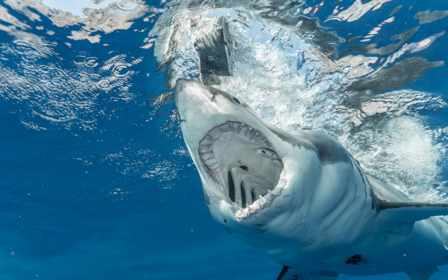 The World’s Most Shark-Infested Shorelines
