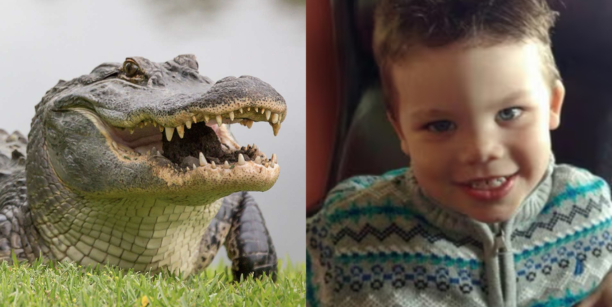 Alligator Attacks in the United States