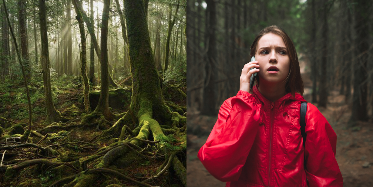 The Mysterious Aokigahara Forest
