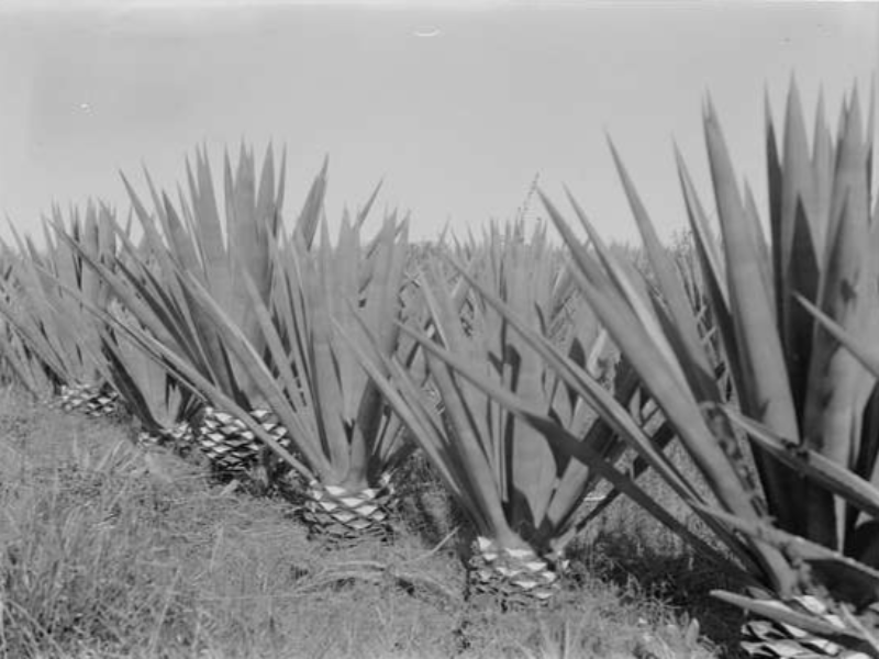 The Traditional Life of the Cahuilla Indians