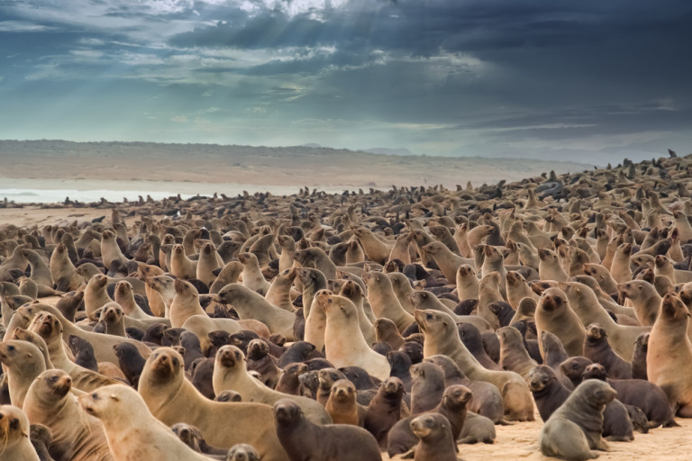 The Skeleton Coast, Namibia