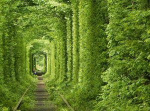 15 of the Most Unique Natural Phenomena on Earth