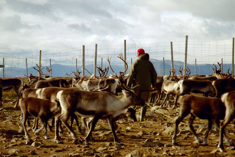 The Traditional Lifestyle of the Sámi Peoples of Europe