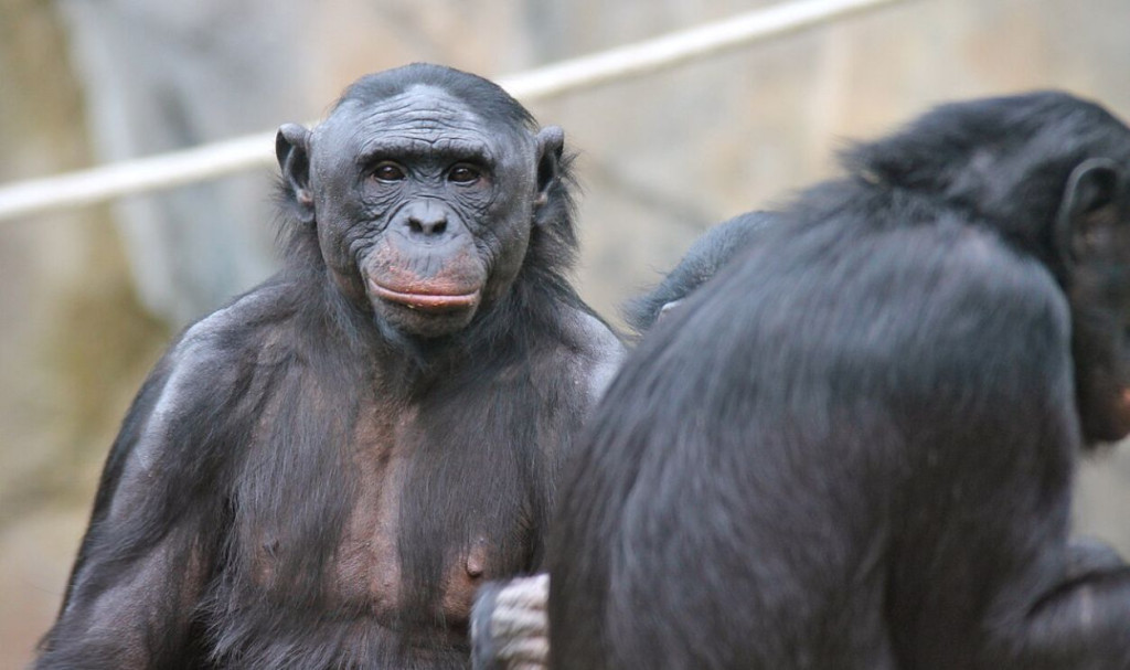 The Unlikely Rise Of Homo Sapiens: A Journey Through Time