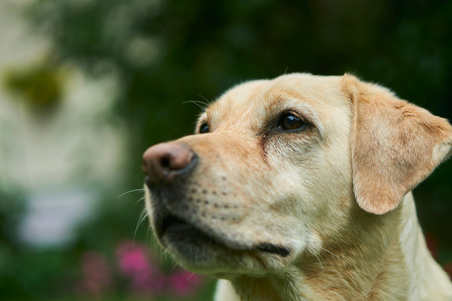 The Most Popular Dog Breeds In Every State