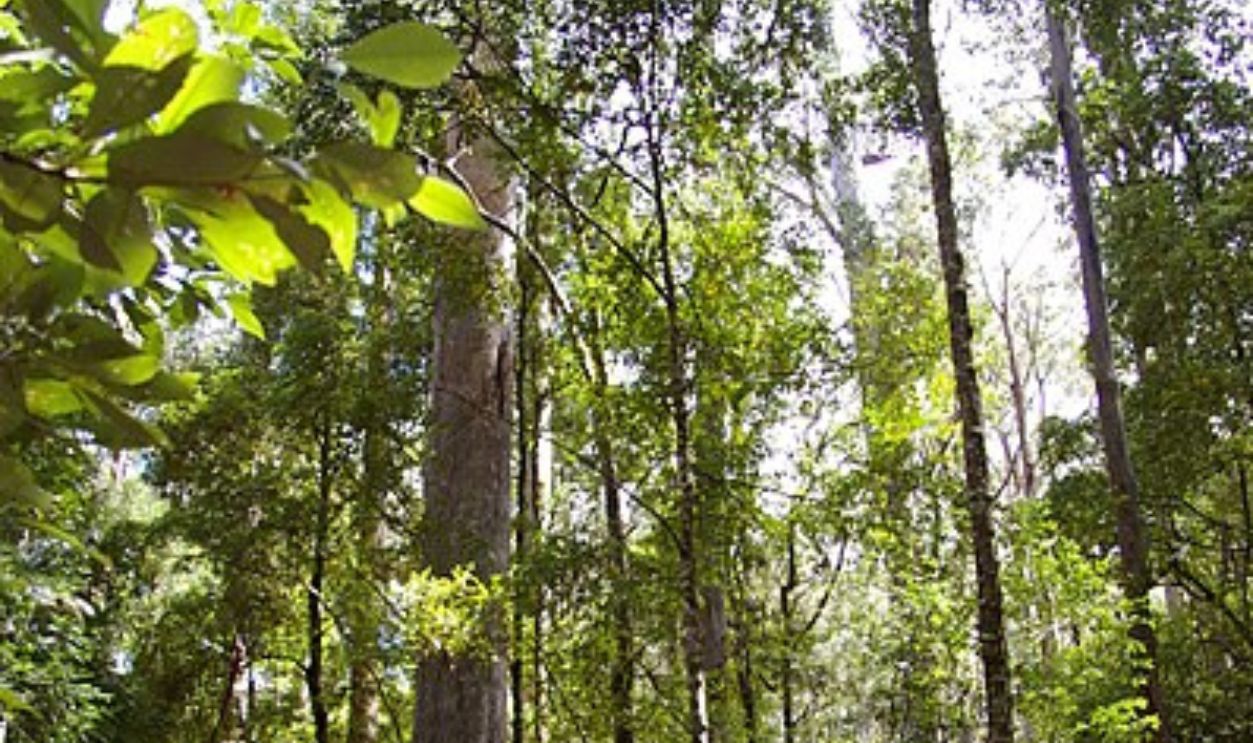 13 Towering Trees You Will Find On Earth