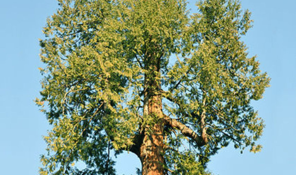 13 Towering Trees You Will Find On Earth