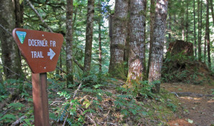 13 Towering Trees You Will Find On Earth