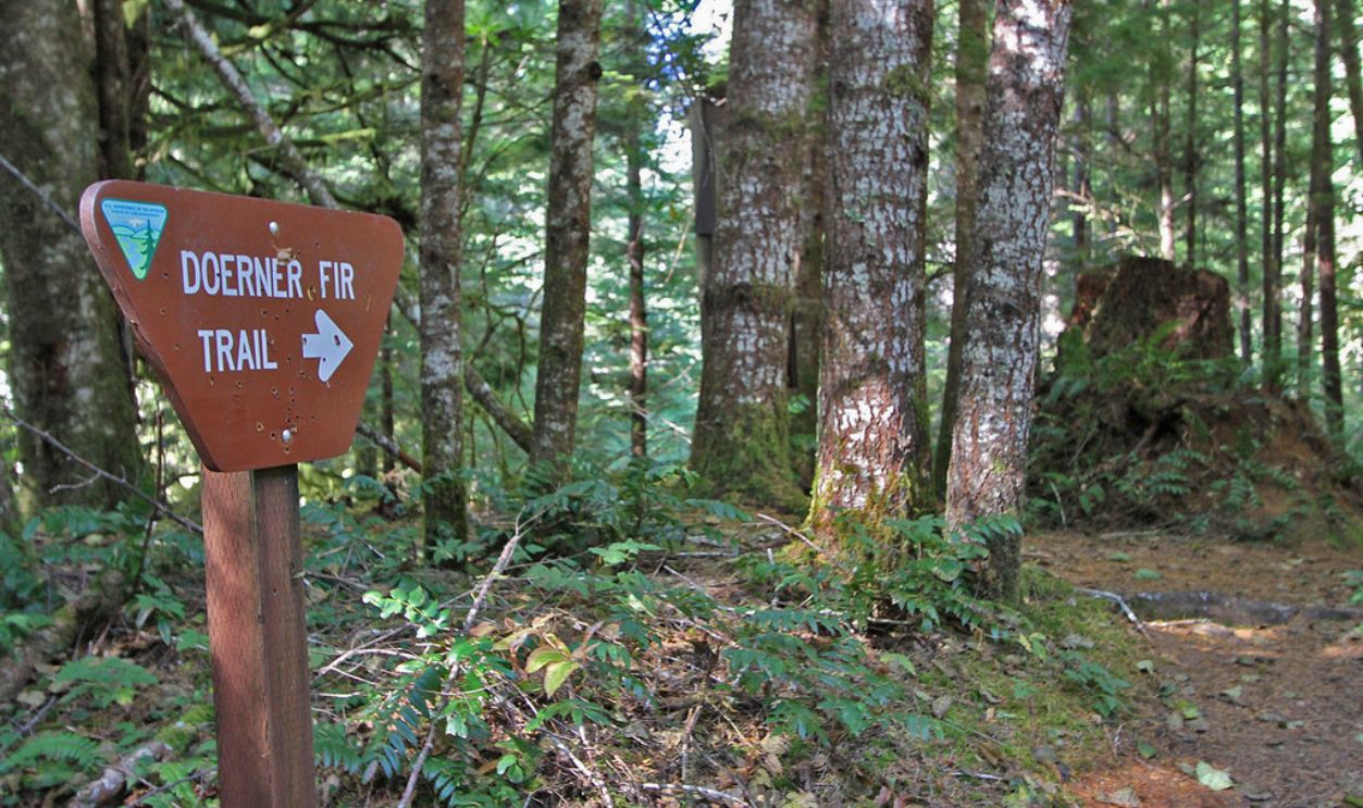 13 Towering Trees You Will Find On Earth