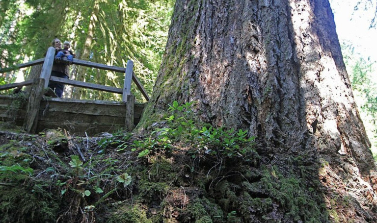 13 Towering Trees You Will Find On Earth