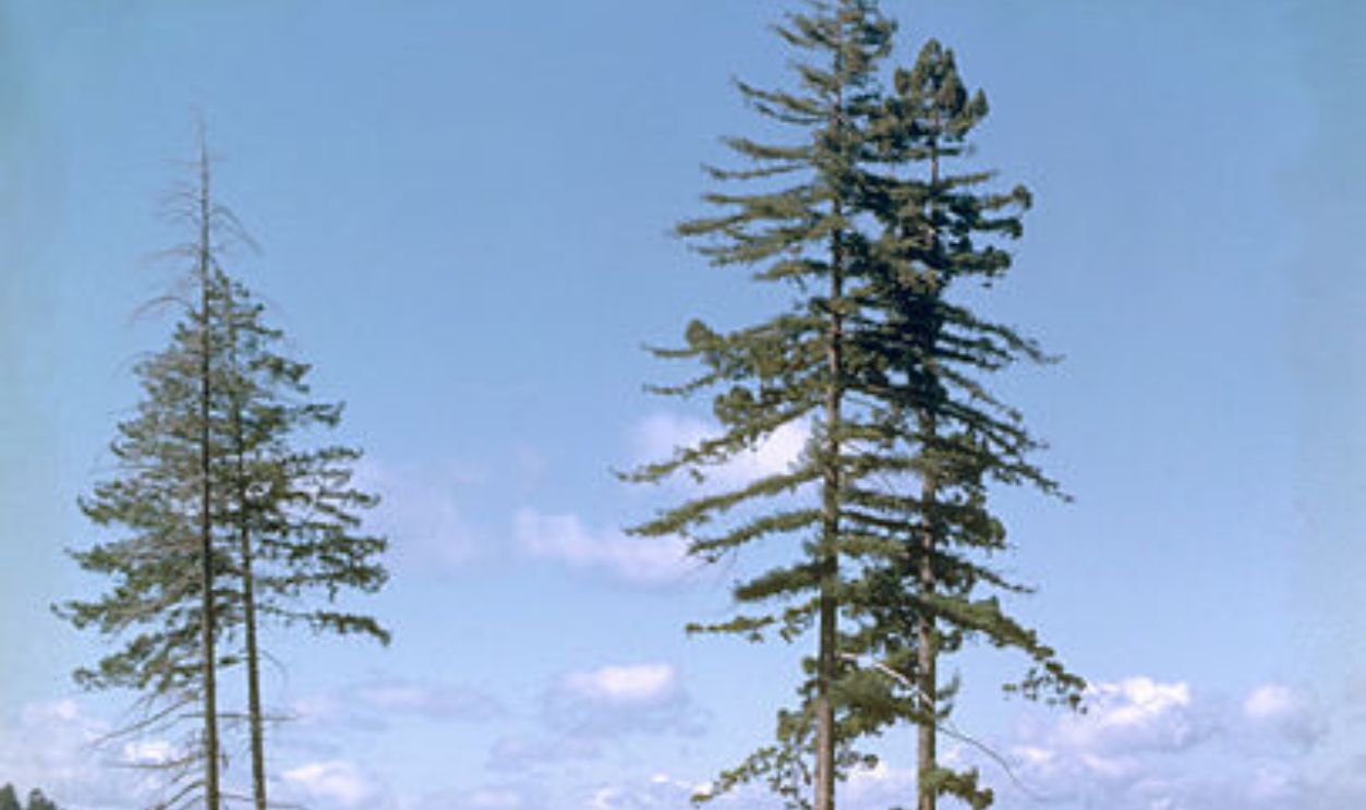 13 Towering Trees You Will Find On Earth