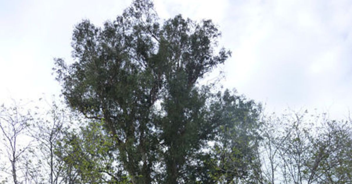 13 Towering Trees You Will Find On Earth