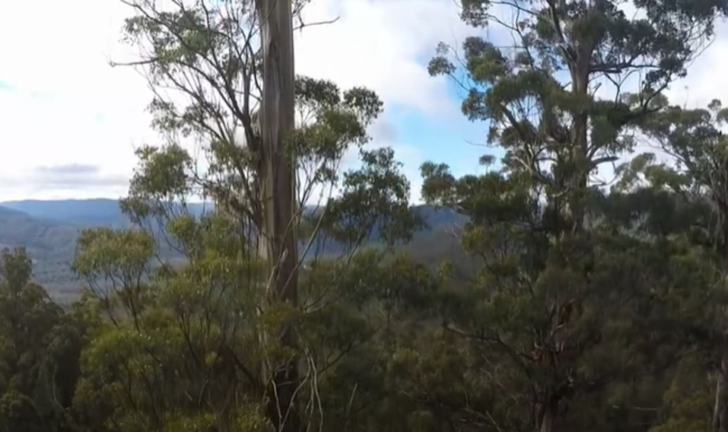 13 Towering Trees You Will Find On Earth