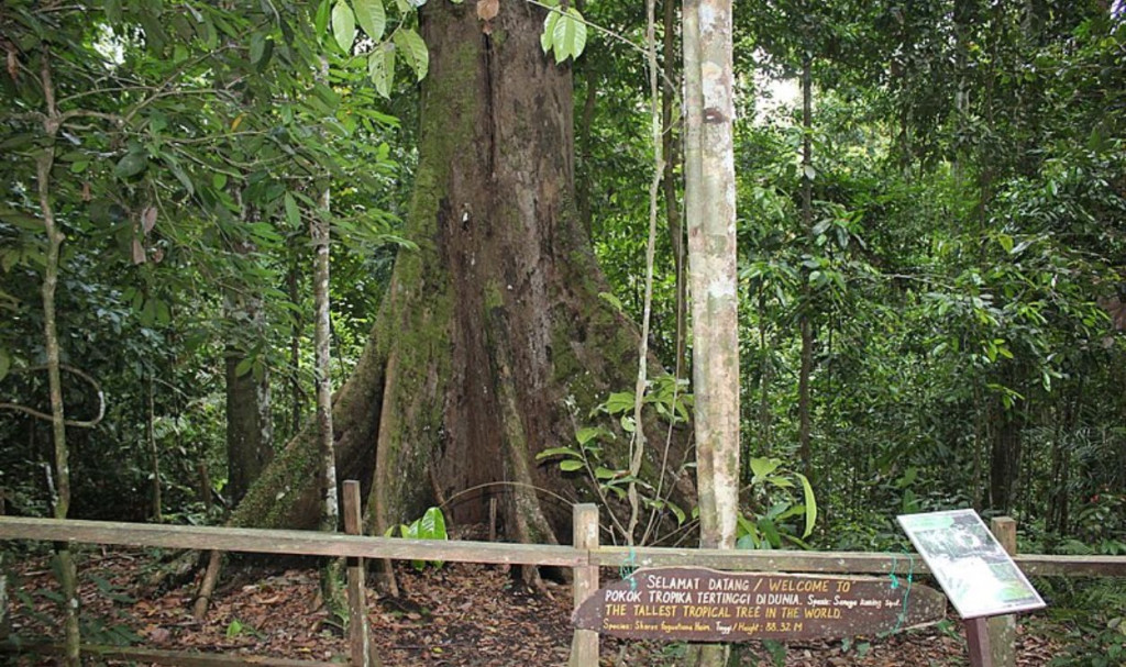 13 Towering Trees You Will Find On Earth