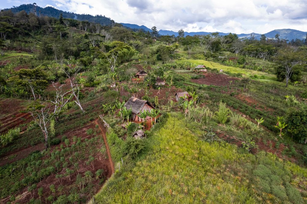 The Melanesians