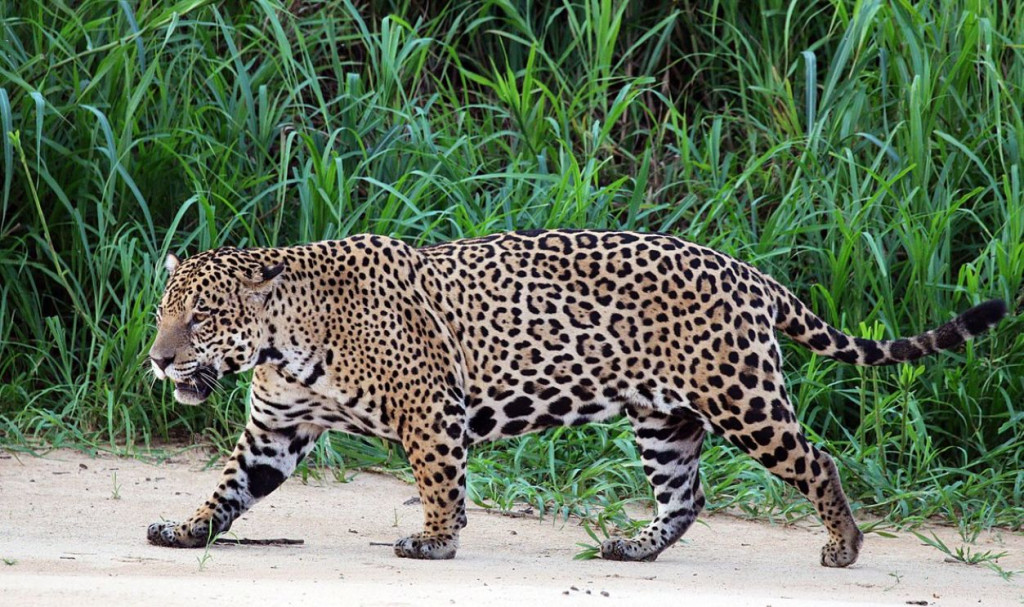 Untold Stories Of The Yanomami And Their Timeless Traditions