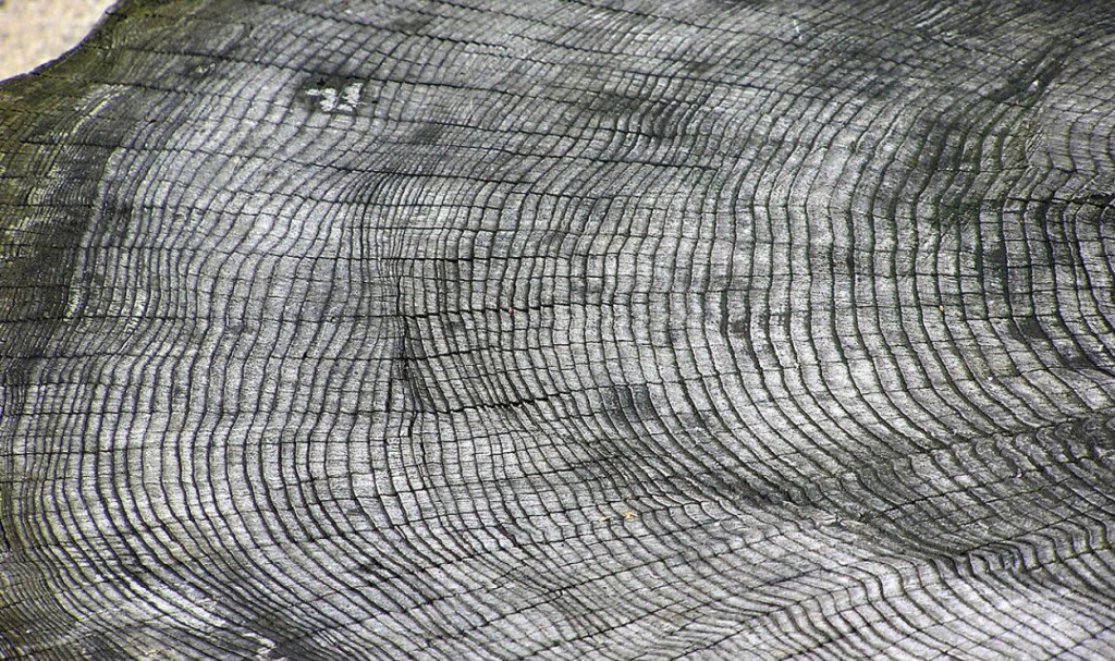 Mysterious Bones Uncovered Within The World’s Largest Tree