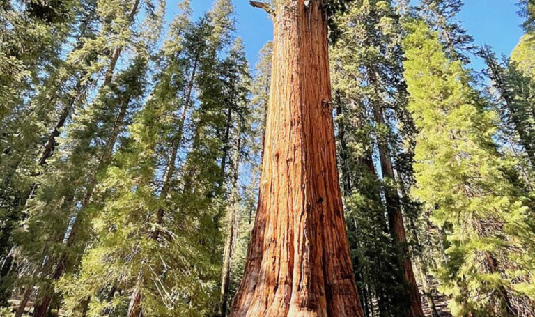 Mysterious Bones Uncovered Within The World’s Largest Tree