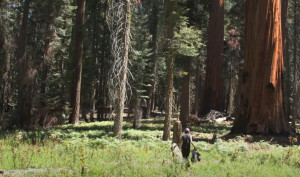 Mysterious Bones Uncovered Within The World’s Largest Tree
