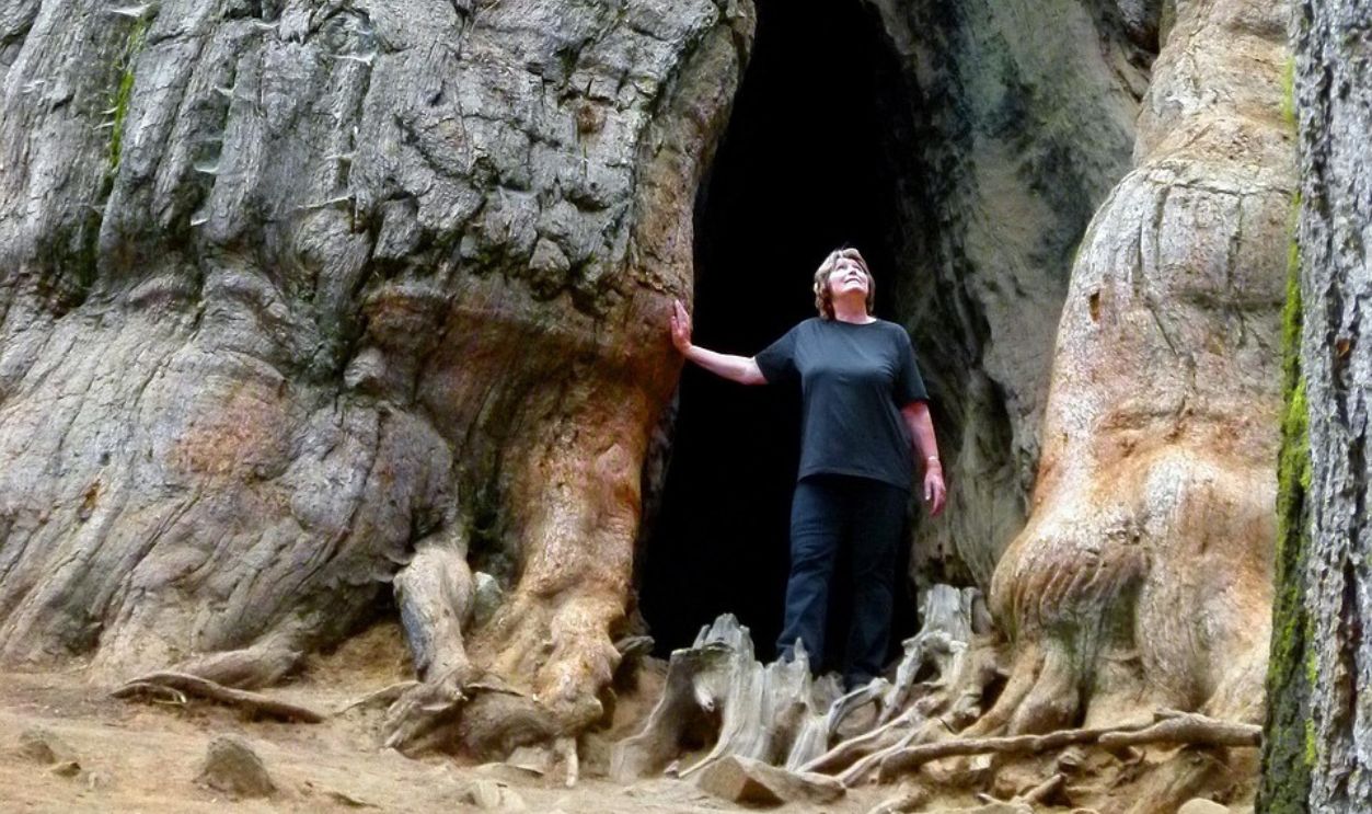 Mysterious Bones Uncovered Within The World’s Largest Tree