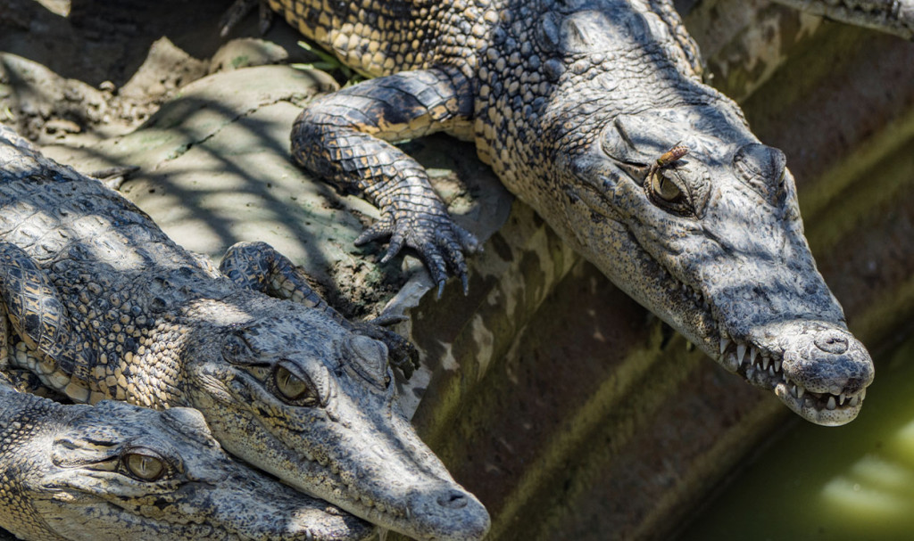 The Chambri People of Papua New Guinea