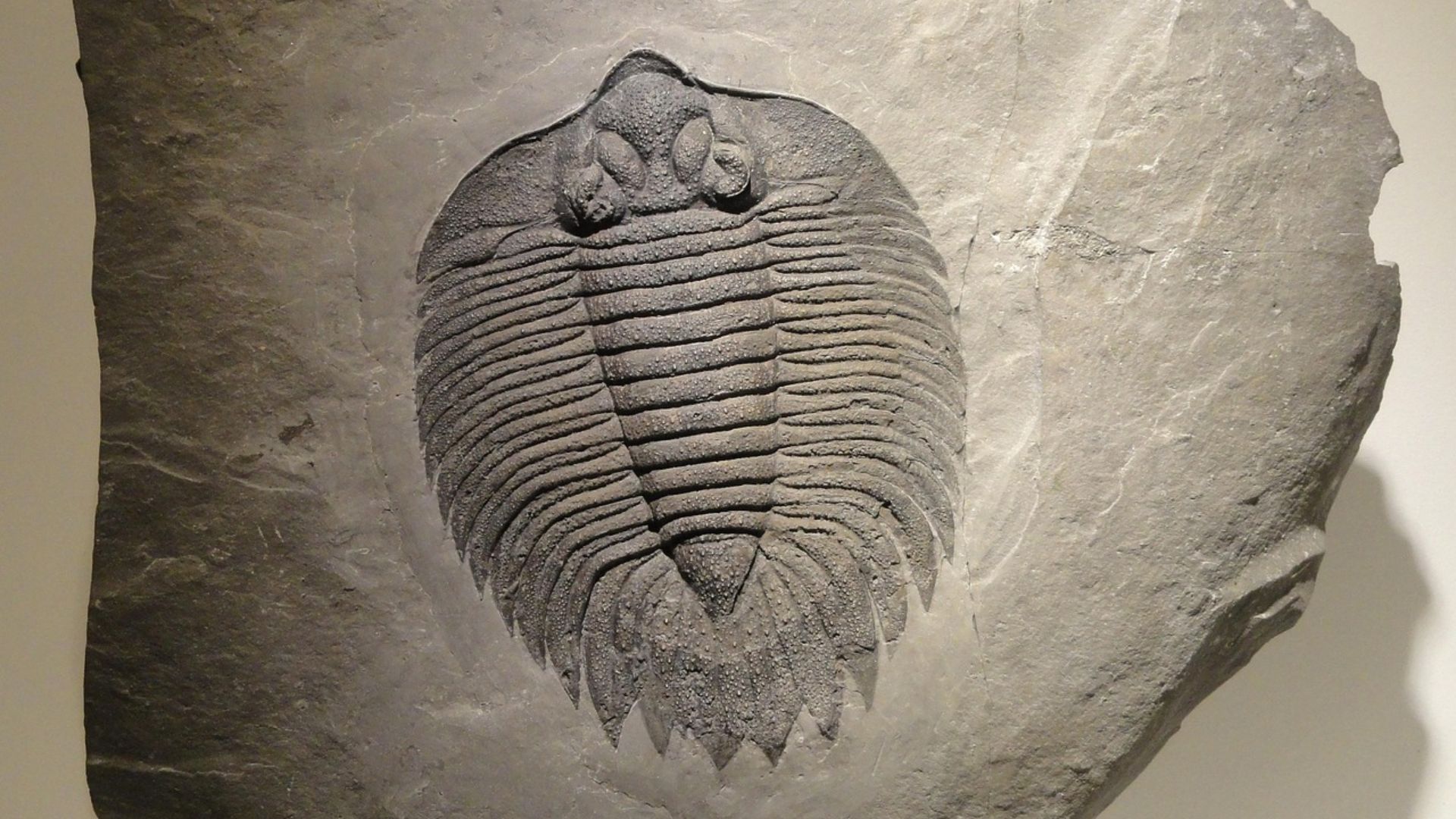 The Silurian Hypothesis Asks, “Could An Advanced Civilization Have ...