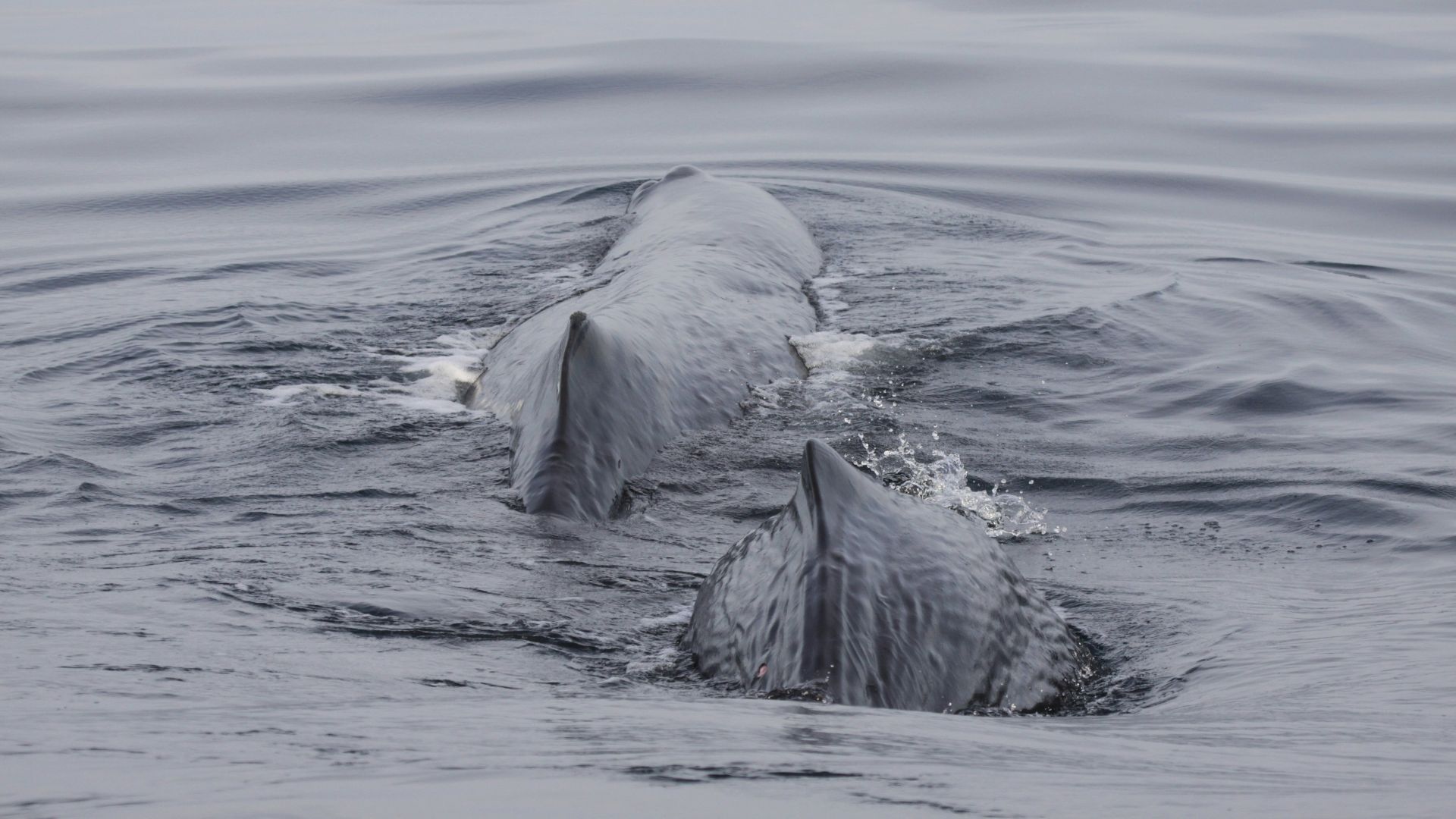 Scientists Are Stunned By Two Right Whales Who Defied Every Migration ...