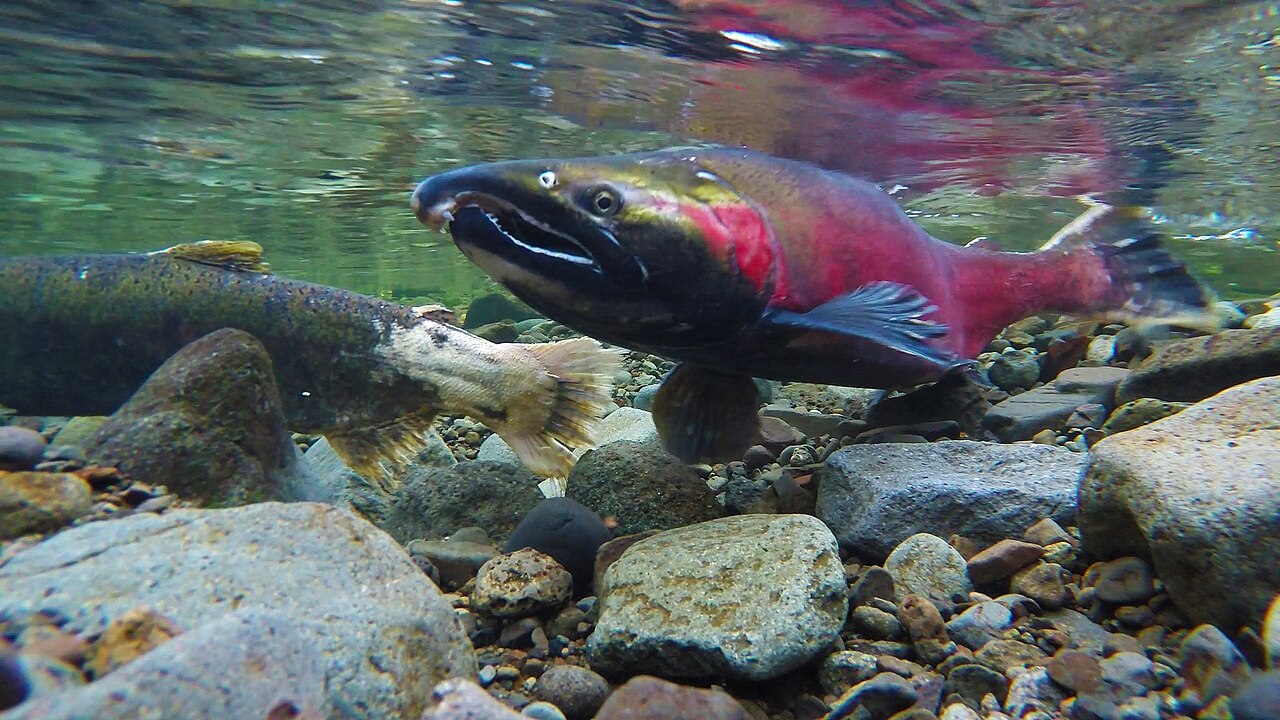 The Yakama: People Of The River