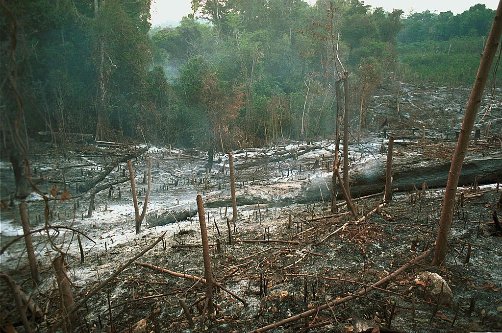 The Lacandon People: An Ancient Mayan Tribe In A Fight For Survival